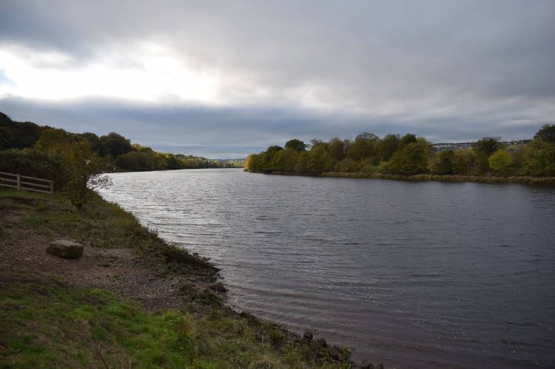 Photographs Of Newcastle: Ryton Willows