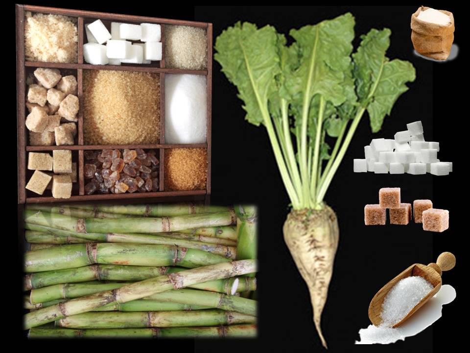 AZUCAR DE CAÑA Y REMOLACHA AZUCARERA, SU HISTORIA