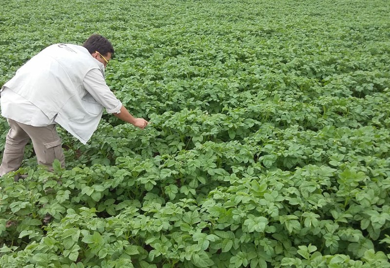 Comenzó la inscripción anual de productores de papa semilla