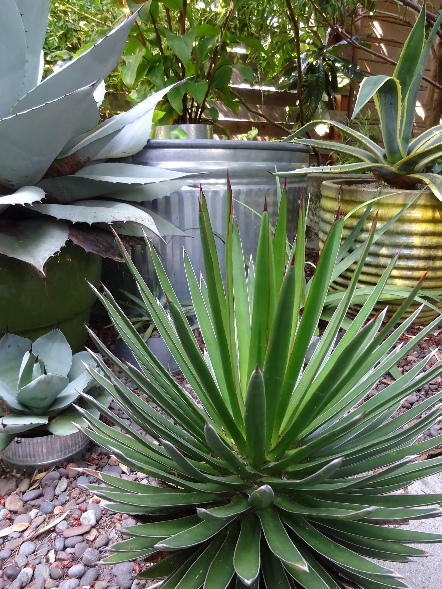 danger garden: It's National Agave Day!