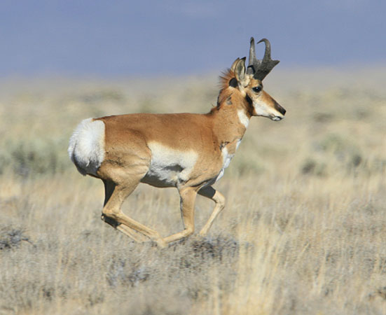 Earth-Service: Dedicated to Awakening the Heart’s: Moving swiftly ...