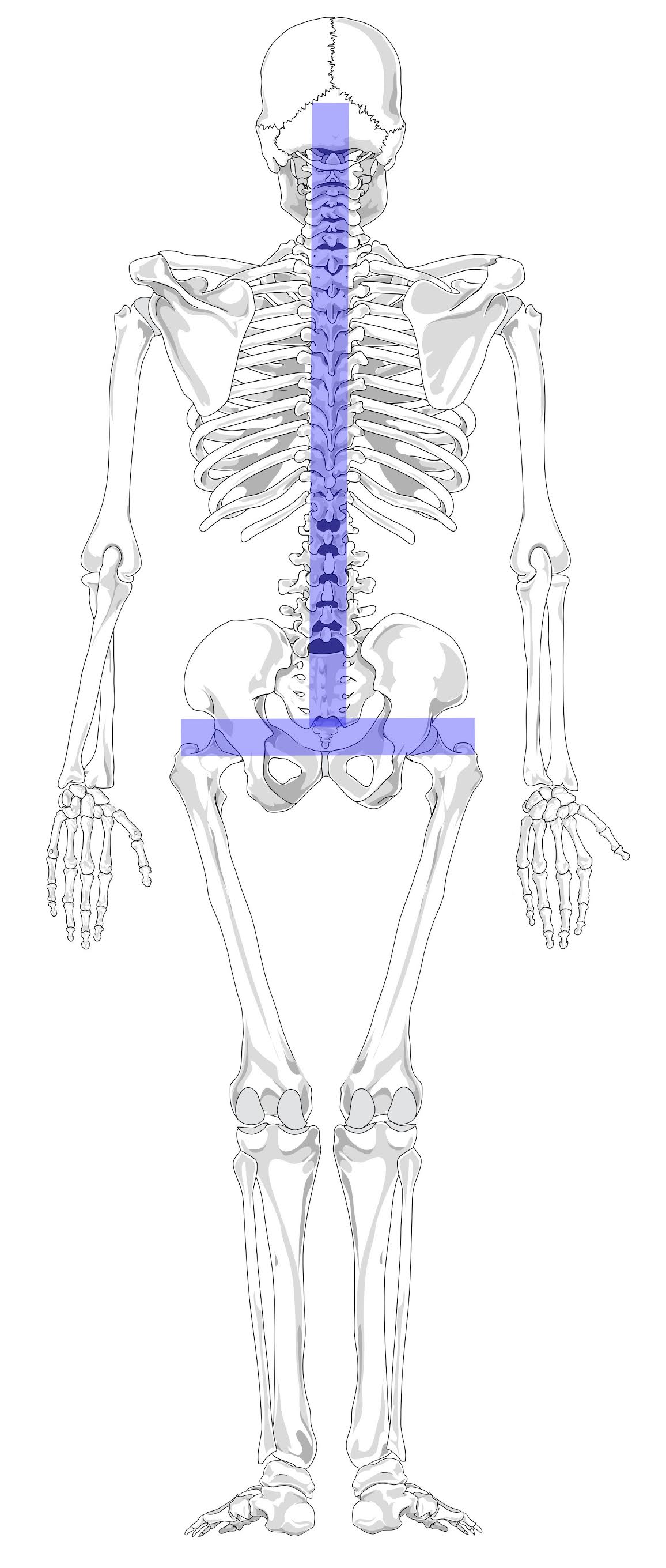 Key Concepts: The inverted "T"
