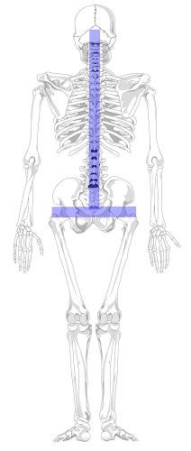 Key Concepts: The inverted "T"