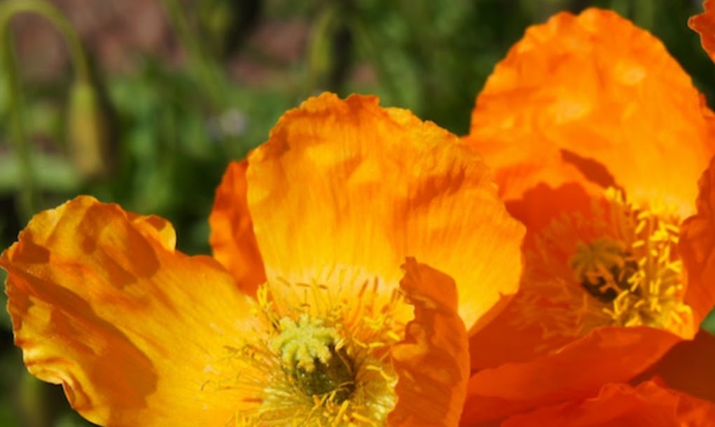 Panduan Perawatan Bunga Poppy Islandia - DWI PURWANTO