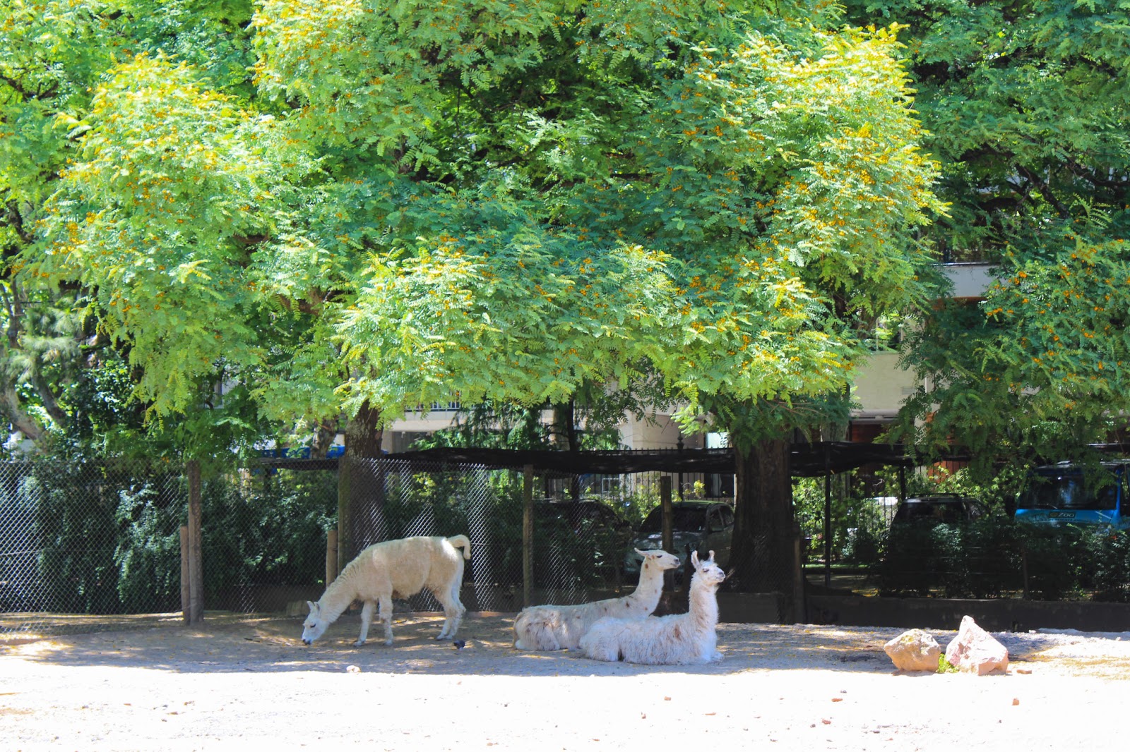Buenos Aires: Jardim Zoologico de Palermo homoga
