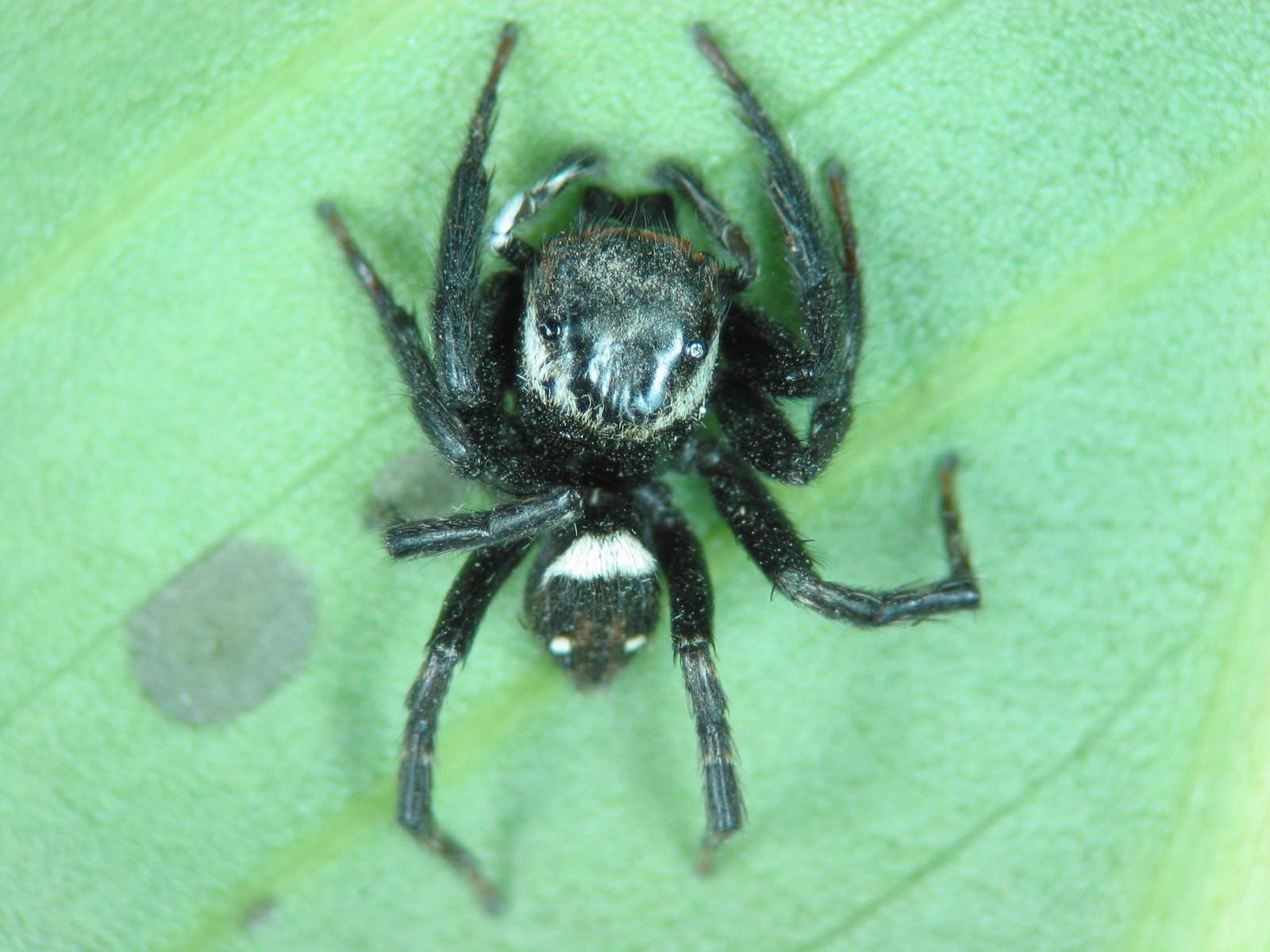Jumping spiders of India