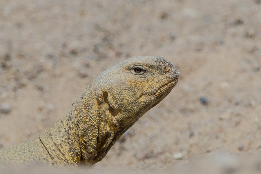 Birds of Saudi Arabia: Arabian Spiny-tailed Lizard - Qariyat Al Ulya