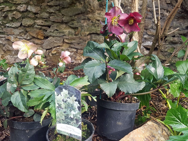 Le vieux Clos : Commande Promesse de fleurs