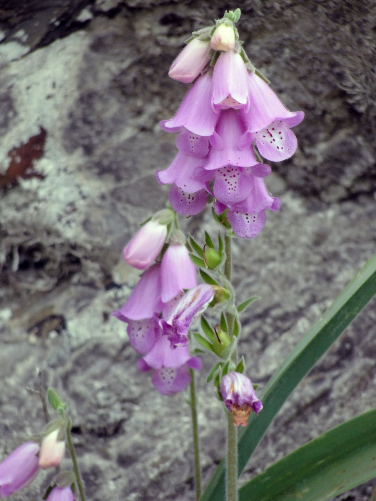 imatges de menorca: PLANTES DE MENORCA: DIDALERA O HERBA DE SANTA MARIA ...