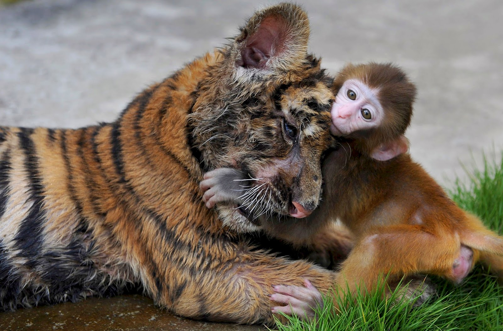 Animals Hugging HD Wallpapers (14 Cute Animals Hugs Pictures, Images)
