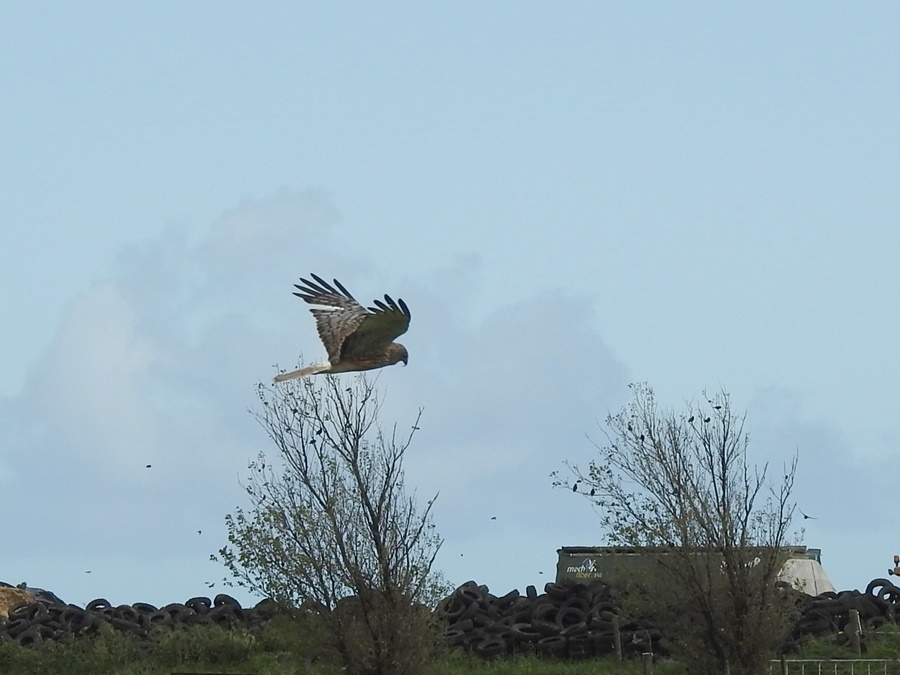 photographing New Zealand: New Zealand harrier hawk