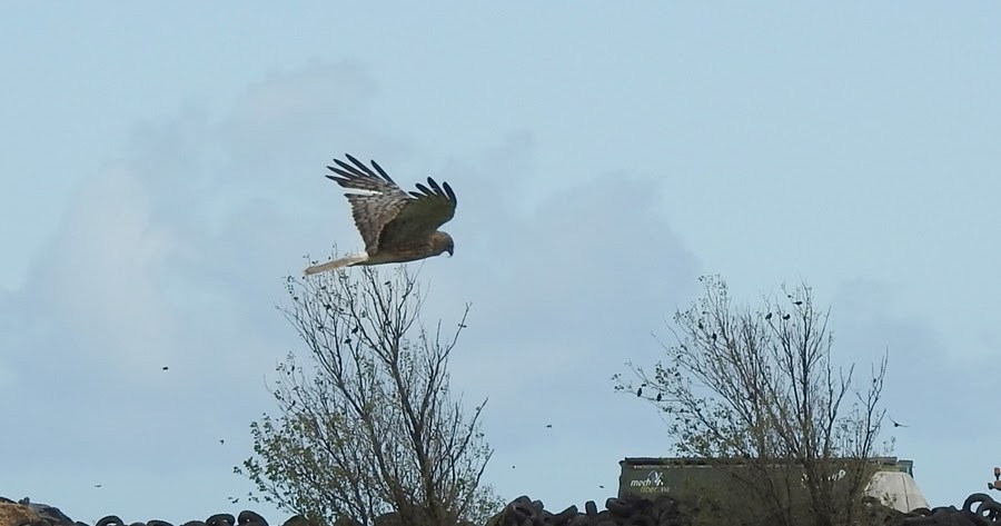photographing New Zealand: New Zealand harrier hawk