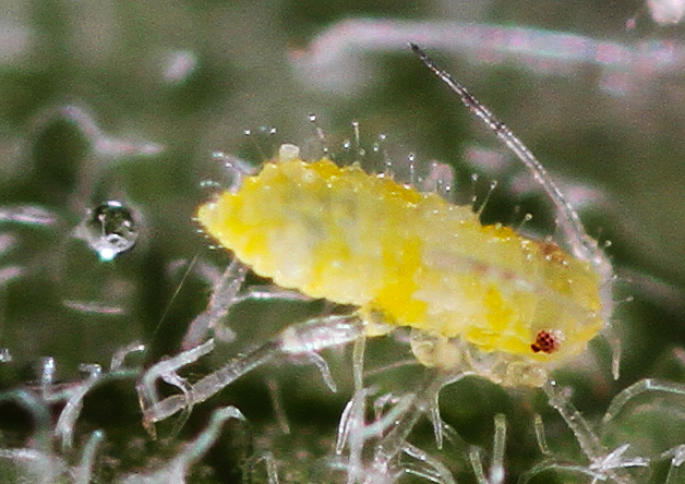 All of Nature: Aphids Making Gallons of Honeydew