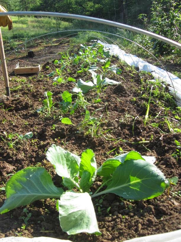 Simply Resourceful: Using Row Covers for Pest Control