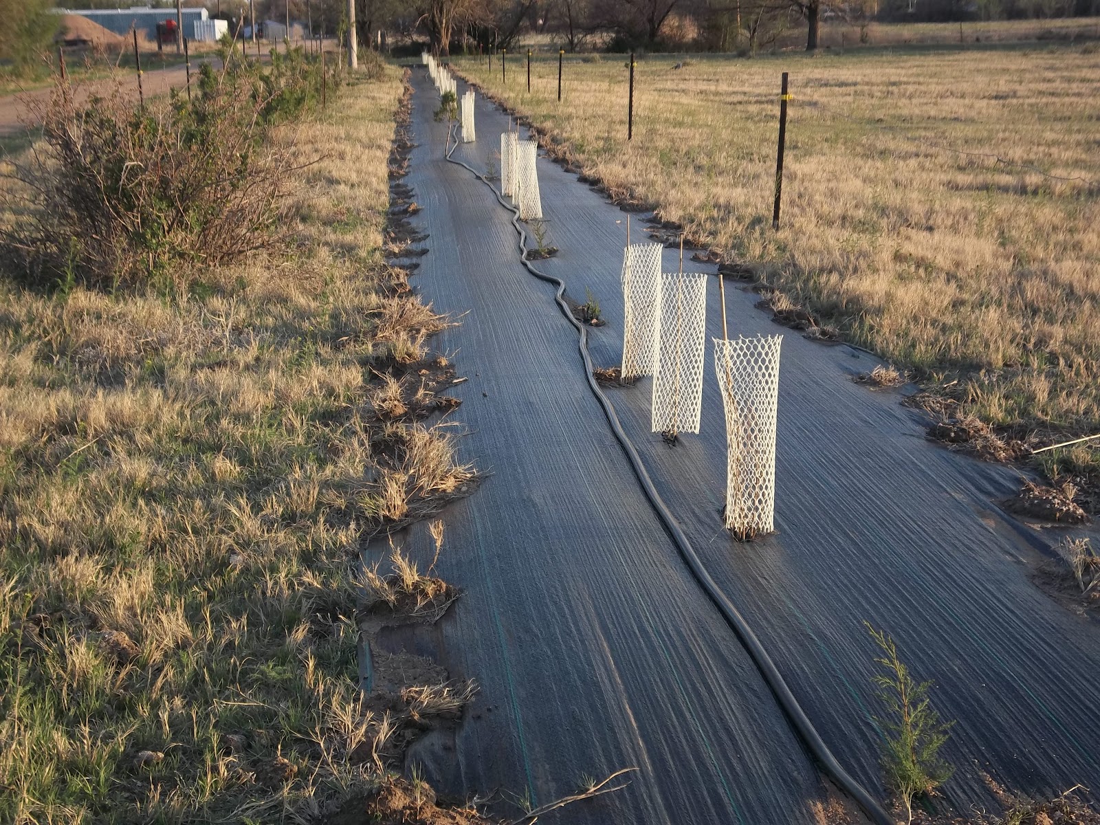 An Organic Cowboy: Windbreaks