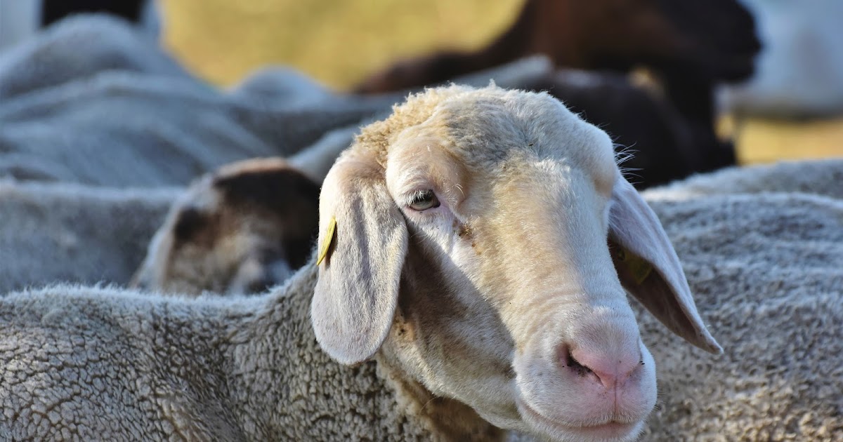 Andy (Avraham) Blumenthal Leadership, Technology, Life, and Faith ...