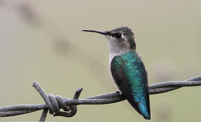 Smallest Bird in the World