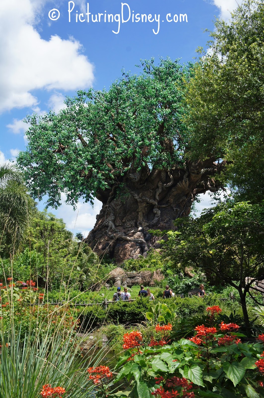 Picturing Disney: Discovery Island