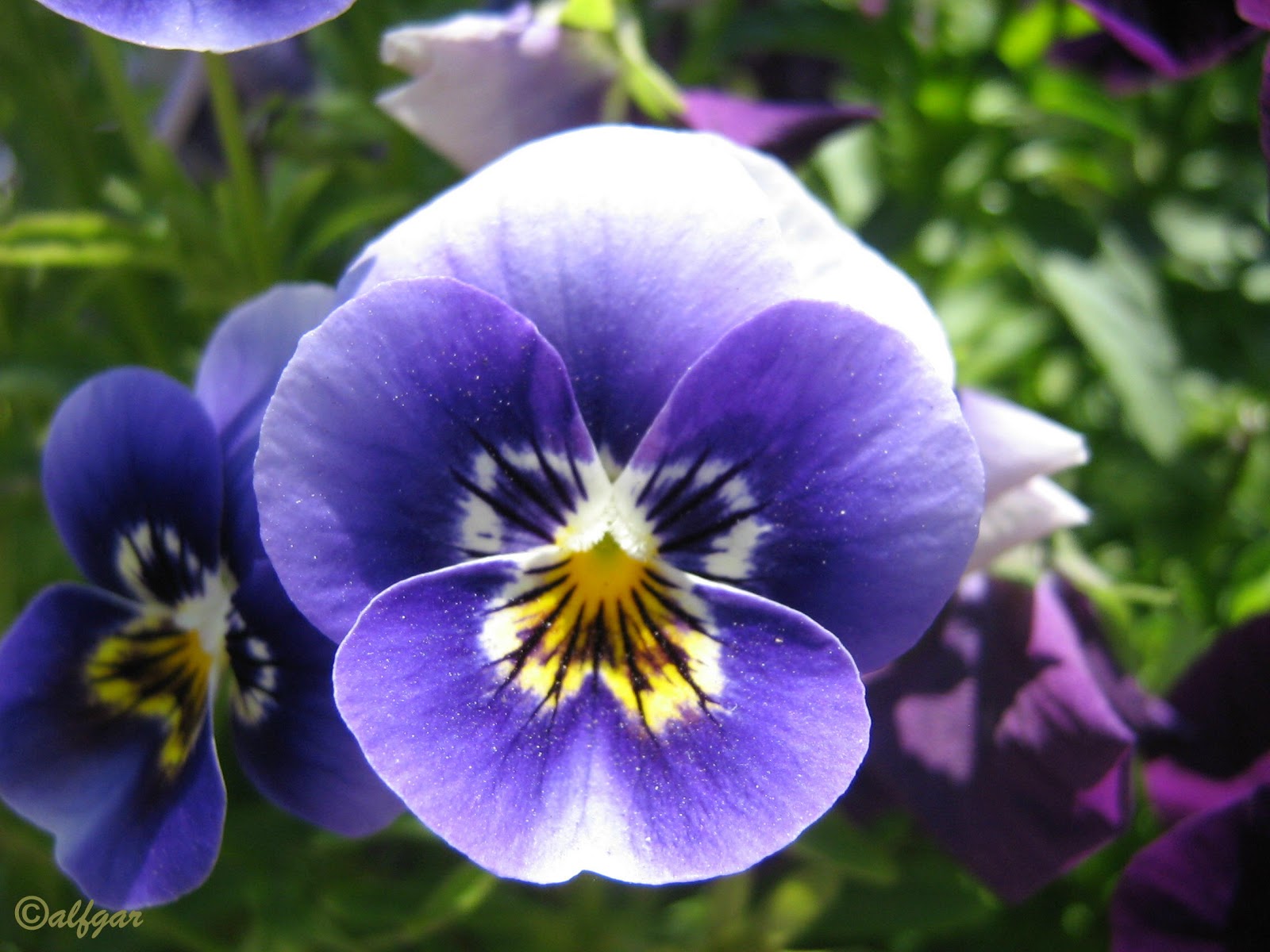 nontuttomaditutto: 218 pansè viola