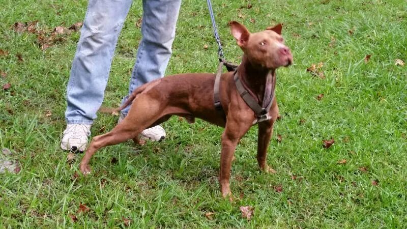 Triangle Gang`s GR CH Grip