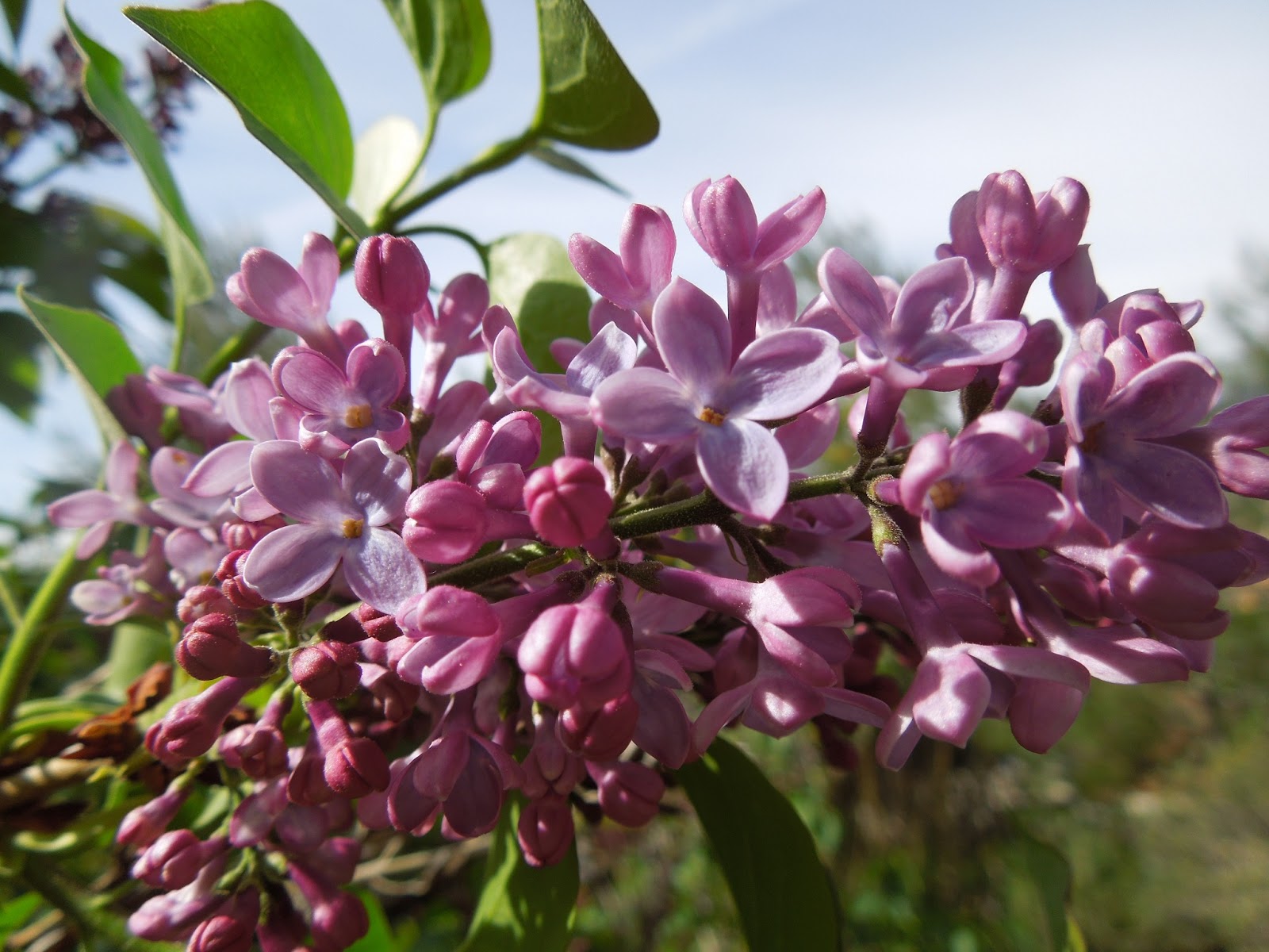 LILA o LILO - BOTÀNIC SERRAT
