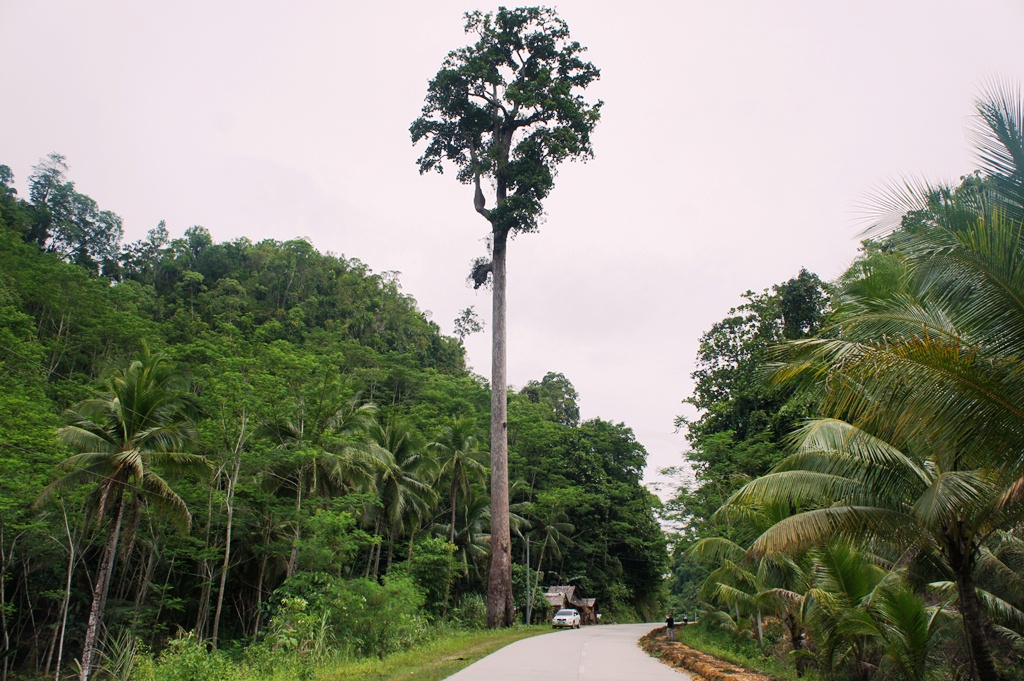 OUR PHILIPPINE TREES: The Surigao Giant