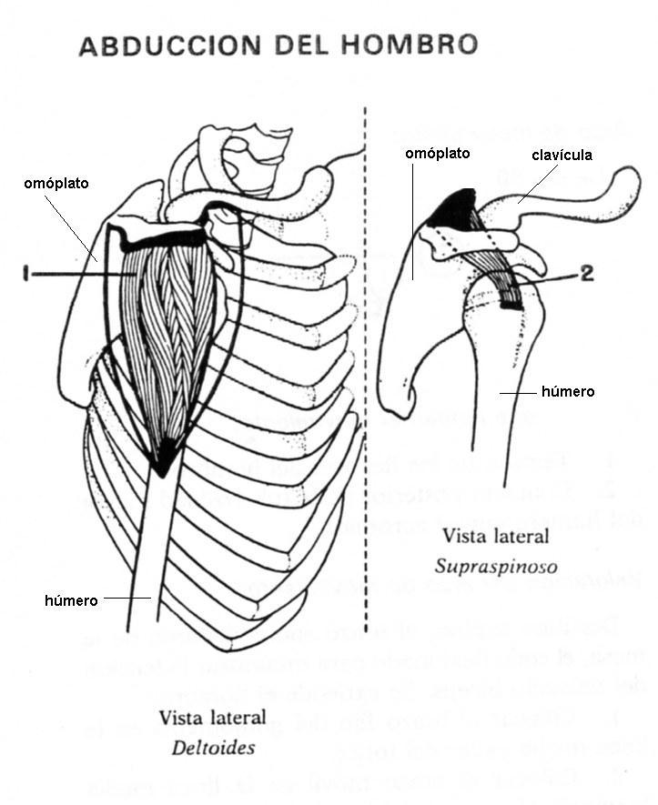 A MOVERSE !!: ABDUCCIÓN DEL HOMBRO