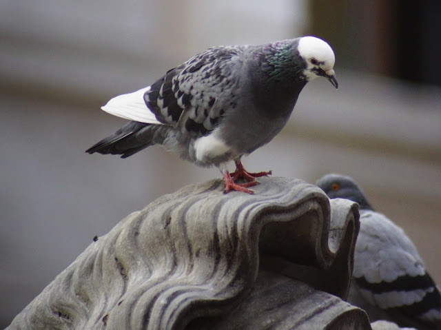 Birding Is Fun!: When In Rome...Go Birding!
