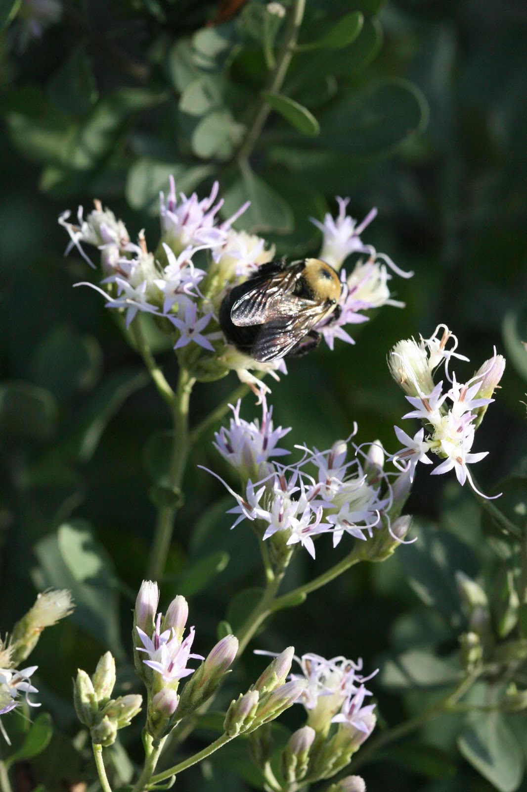 Native Florida Wildflowers: Garberia - Garberia heterophylla