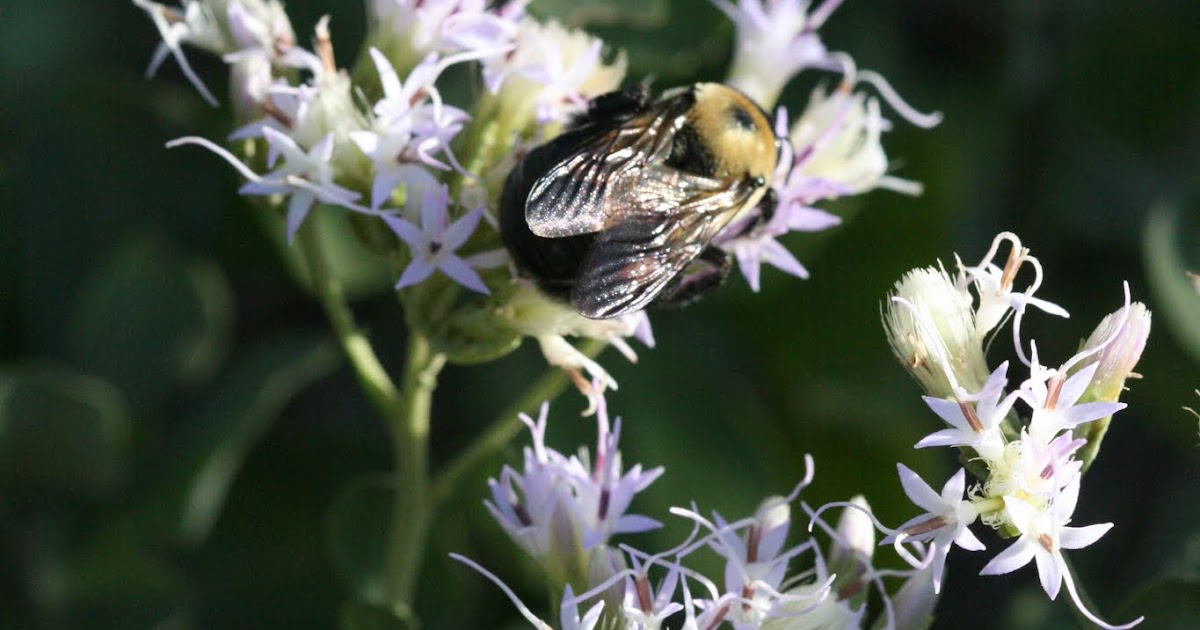 Native Florida Wildflowers: Garberia - Garberia heterophylla