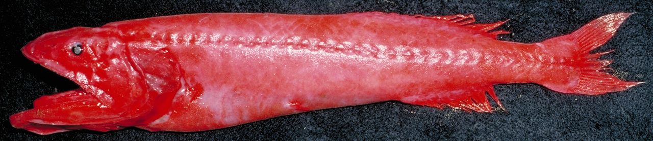 ShukerNature: MIRAPINNA ESAU - A FURRY FISH FROM THE AZORES