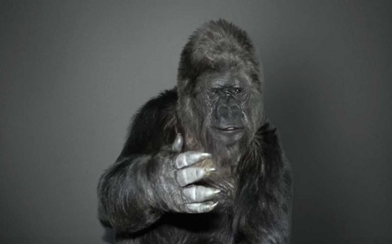 EL MENSAJE DE KOKO A LA HUMANIDAD ~ Lo del Día