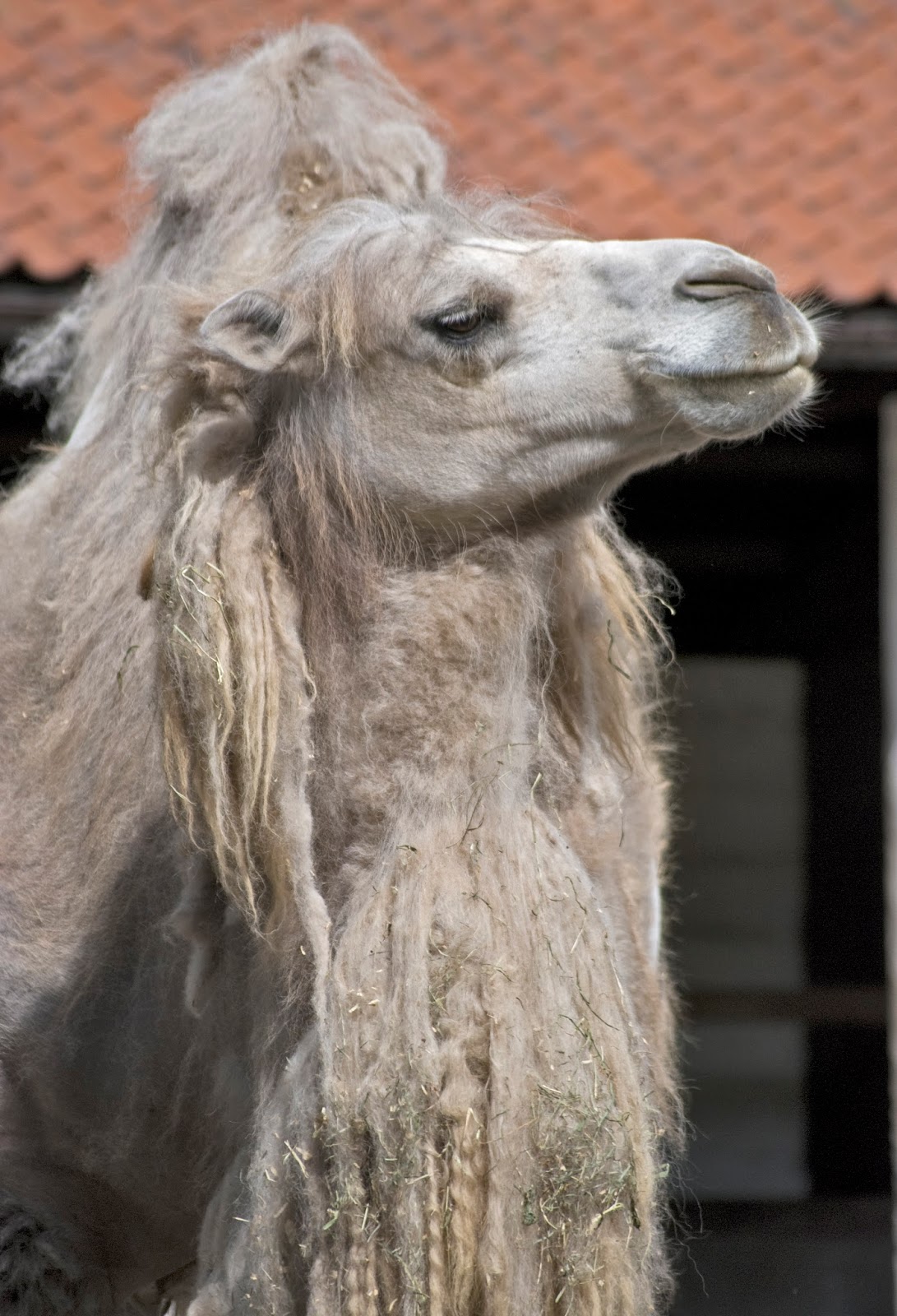 Linda Grimes: Visiting Reality : The Camel with the ANSWERS!