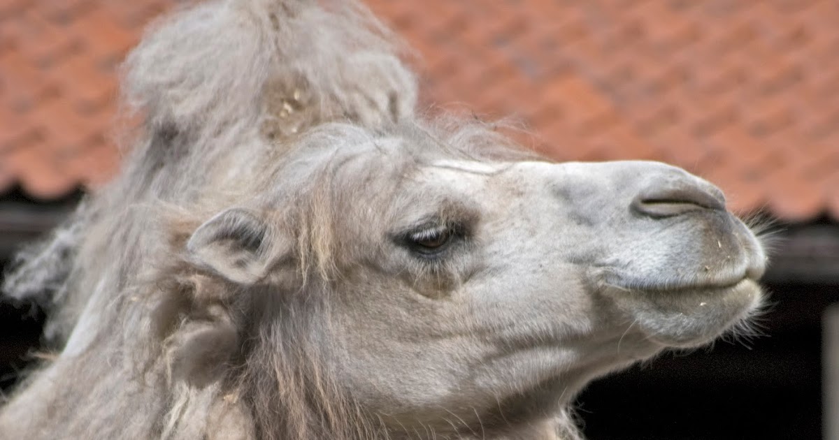 Linda Grimes: Visiting Reality : The Camel with the ANSWERS!