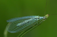 Insects of Scotland: Lacewings/Scorpion Flies