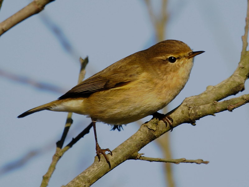 Scattered Showers in a Clear Sky: Chiffchaff eggs