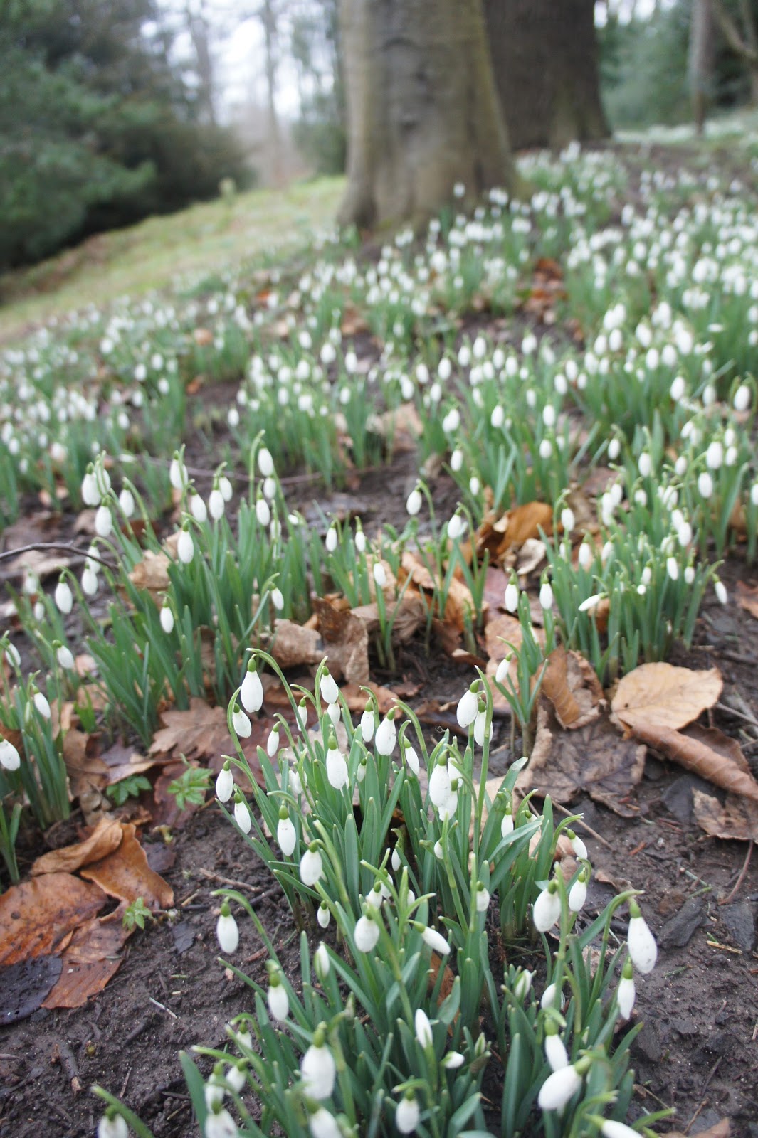 Howick Hall - the Snowdrop festival - Eccentric England travel and events