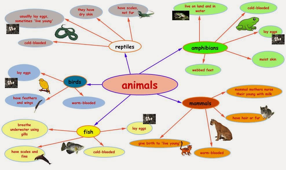 учим АНГЛИЙСКИЙ!: Classification of animals: for children