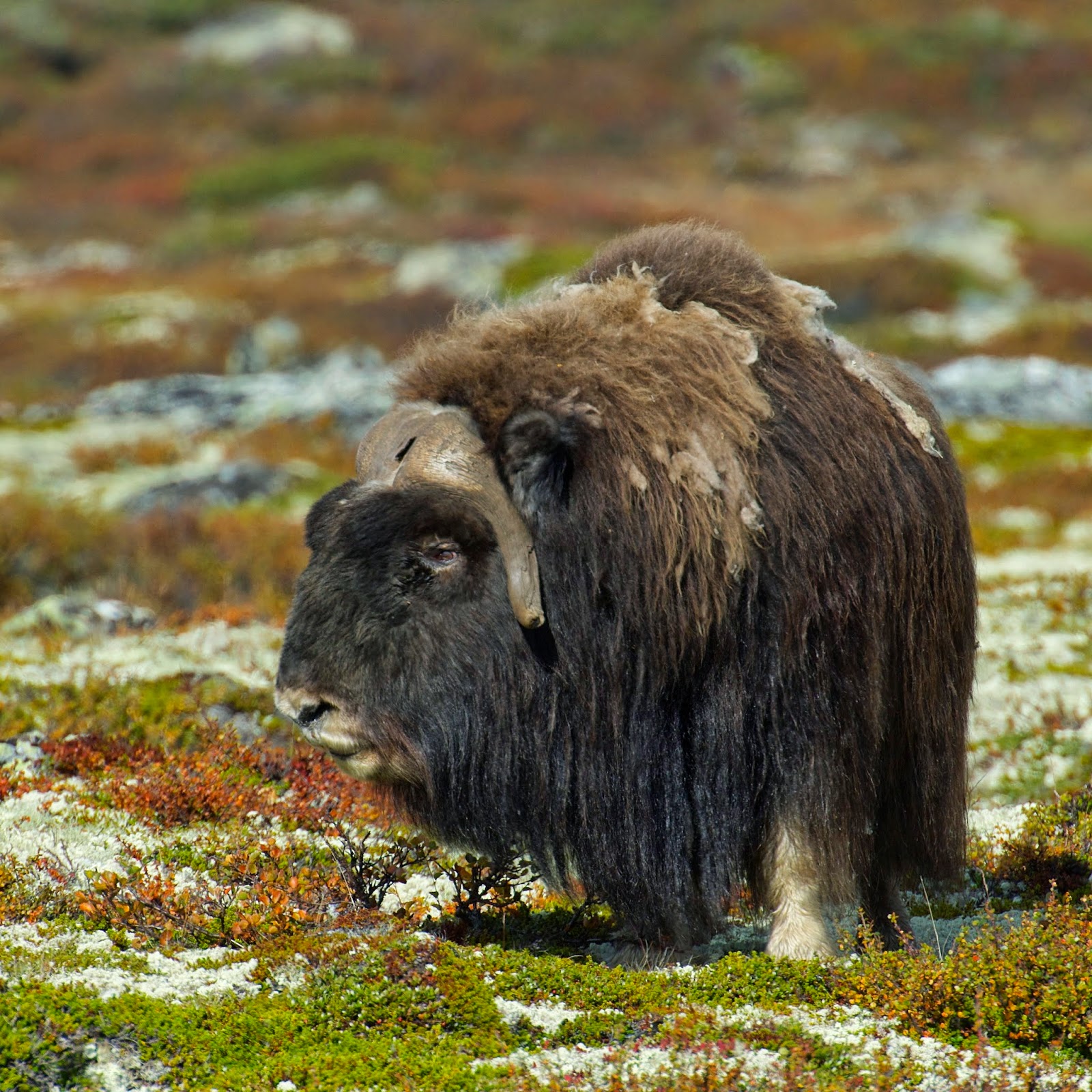 Naturfoto Einar Hugnes: Moskus på Dovrefjell - i varmt og flott høstvær