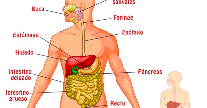 Sistemas Del Cuerpo Humano Funciones Y Aparatos