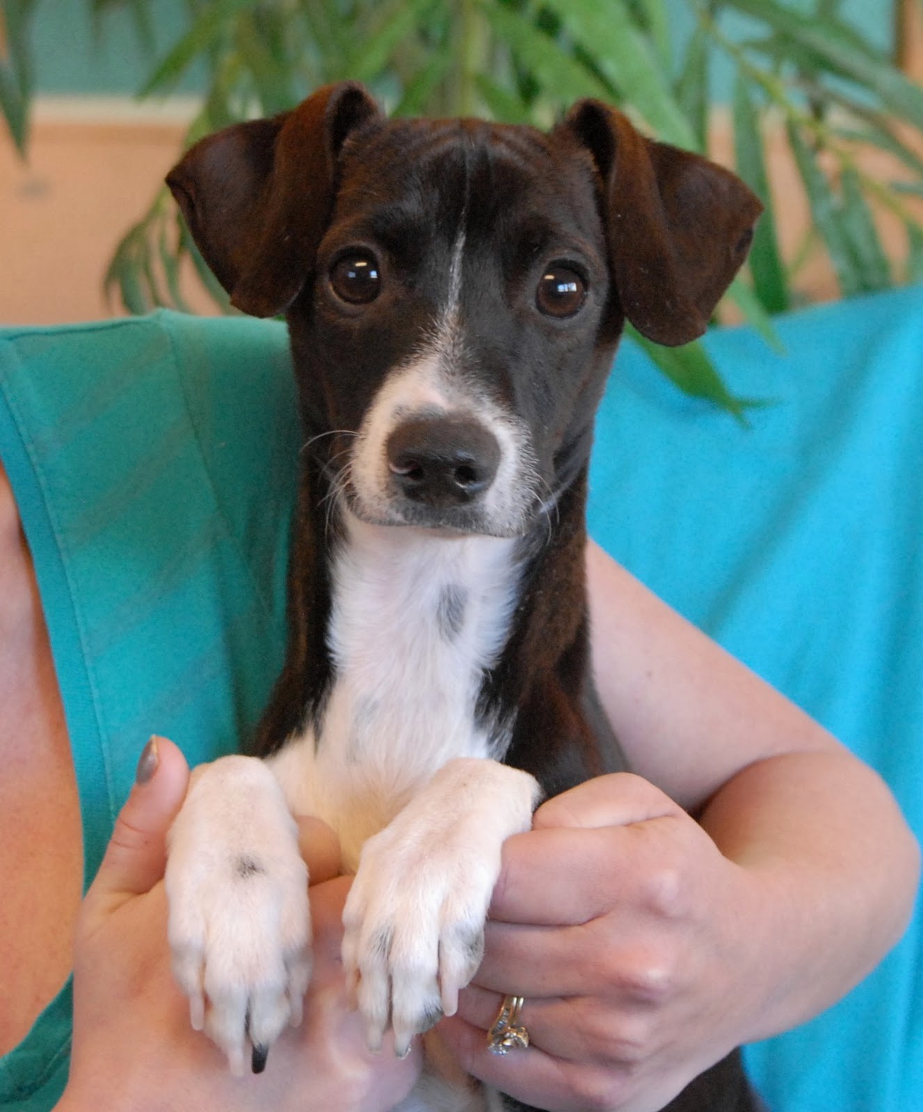 Scooter, an Italian Greyhound mix pup for adoption.