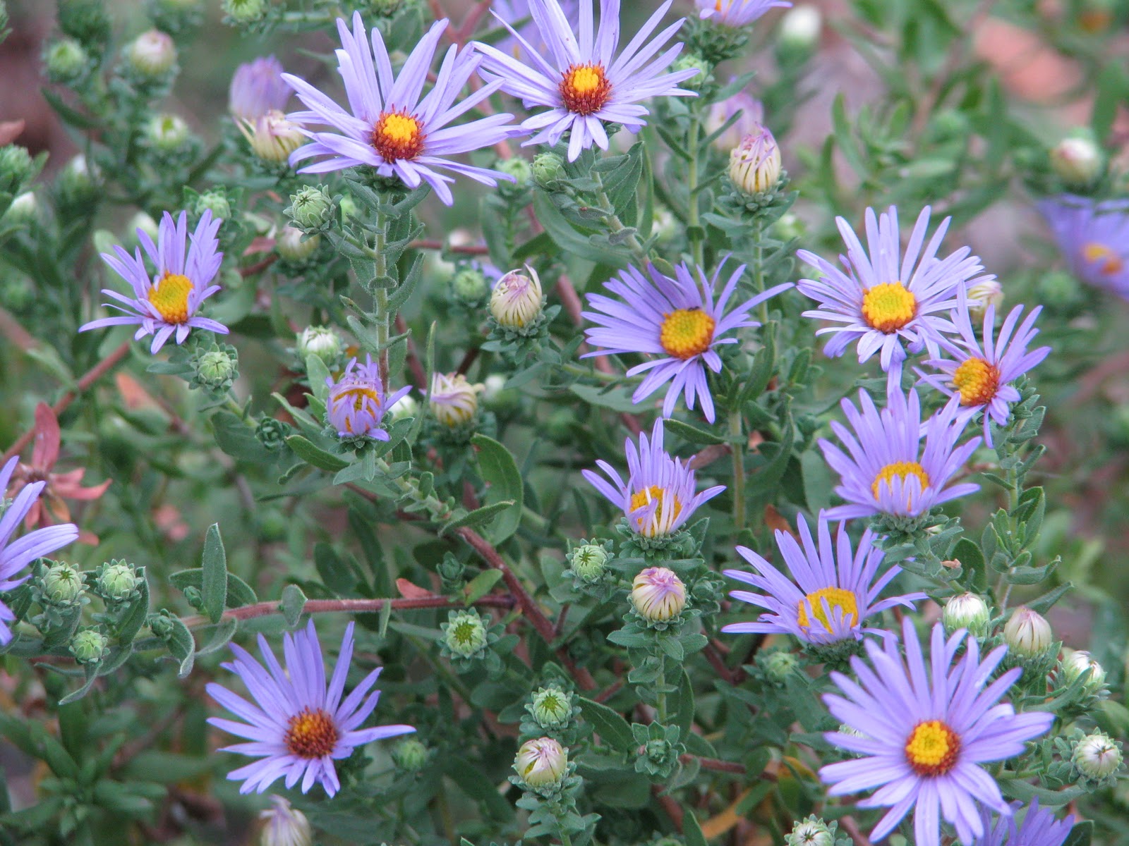 Plano Prairie Garden: Prairie Invasion