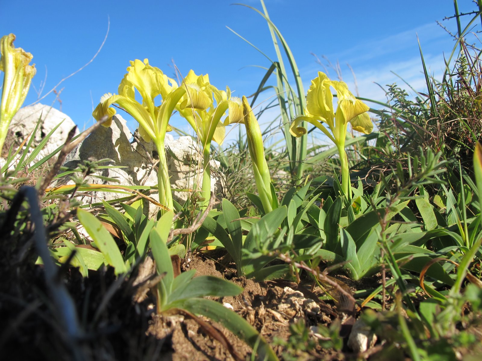 FLORA NEL SALENTO e.. anche altrove: Iris pseudopumila Tineo ...