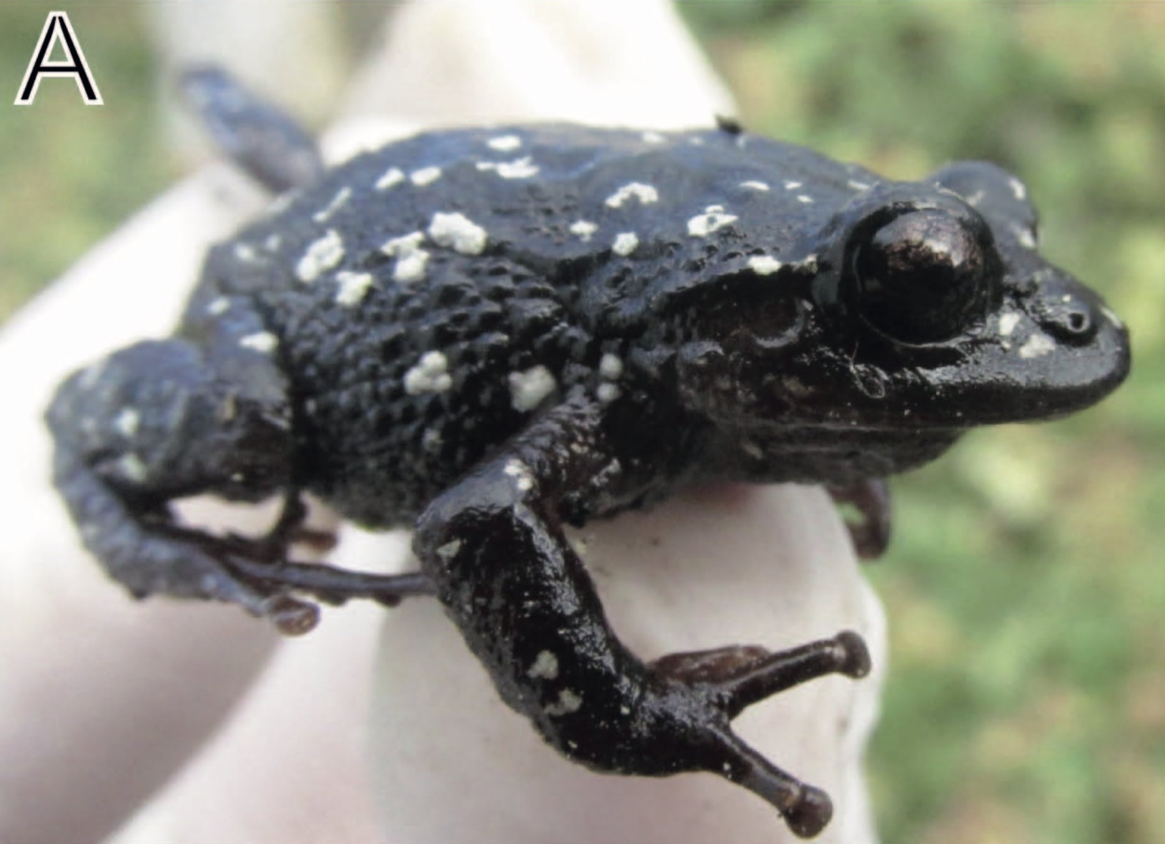 Species New to Science: [Herpetology • 2021] Pristimantis astralos • A ...