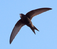Noticing Animals: 33) Common Swift & White-throated Needletail