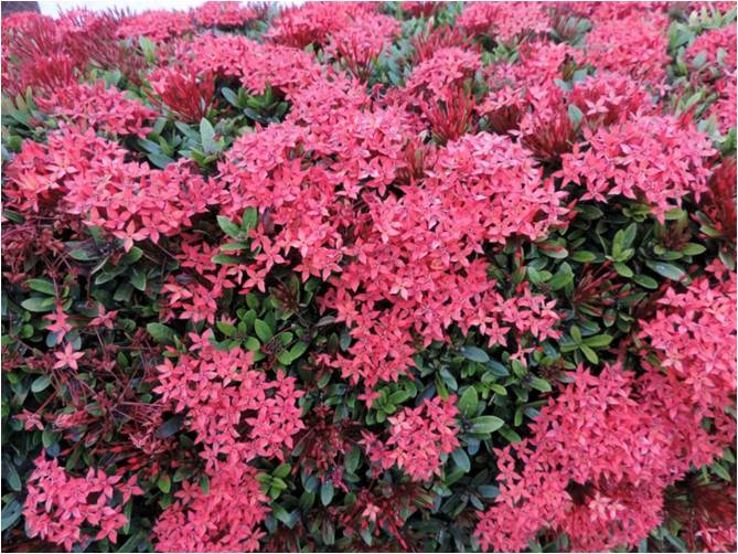 CRONICAS DE CUCUTA: 1351.- FLORES DE CUCUTA