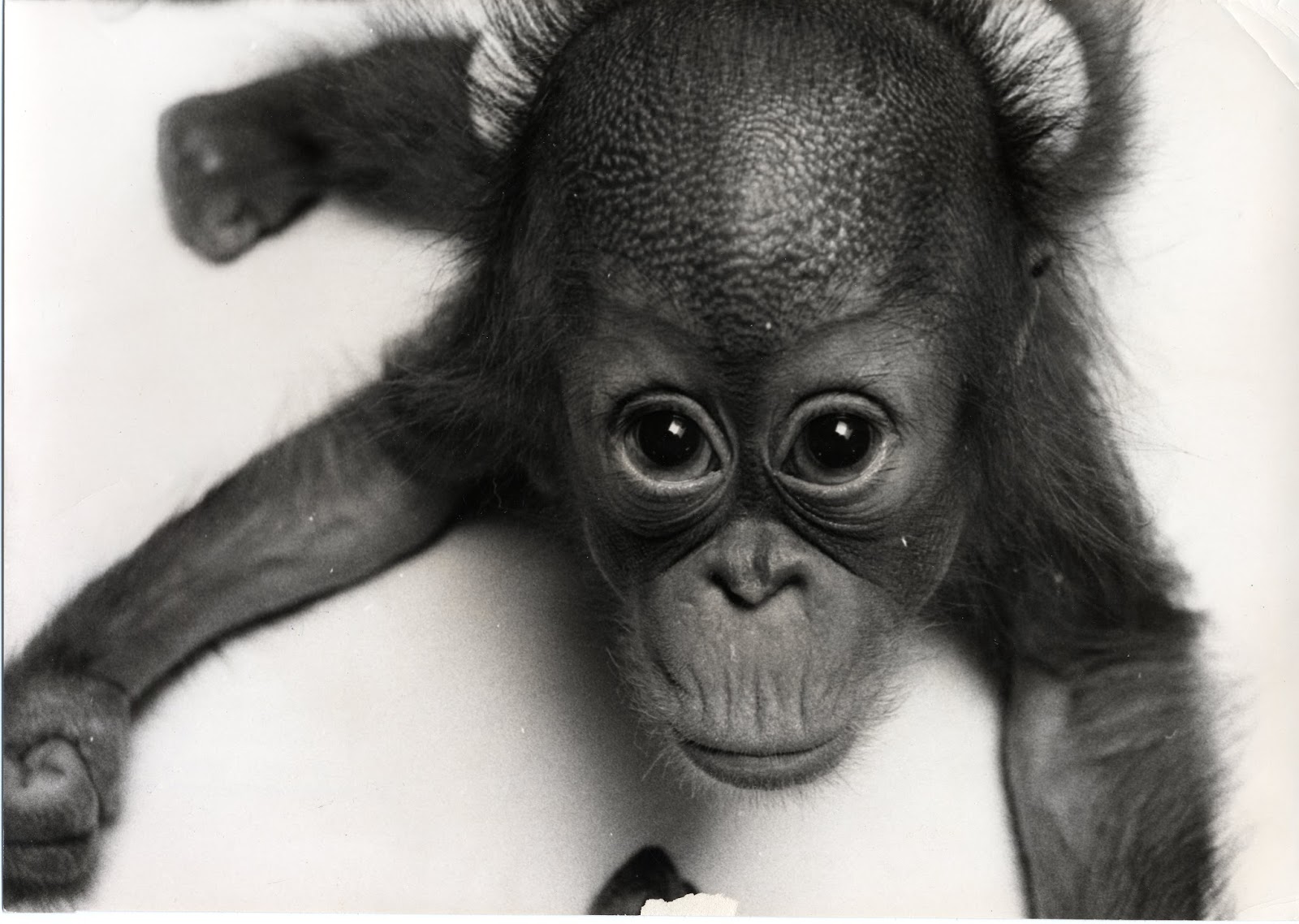 Chinta the orangutan celebrates her milestone 50th birthday!