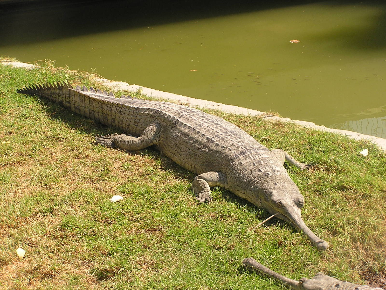 Alligator, Crocodile, Caiman, Gavial: Alligator, Crocodile, Caiman, Gavial