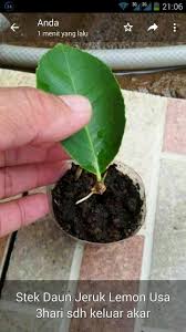 Inspirasi Populer Stek Daun