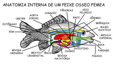 Conhecendo a ciência: Peixes